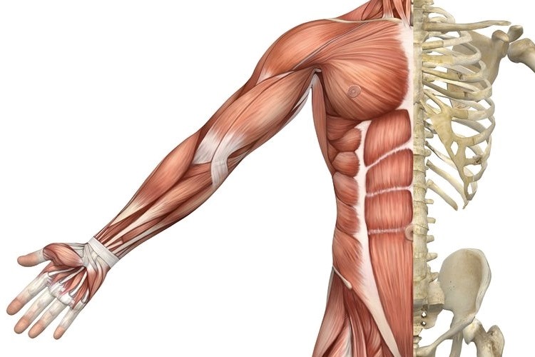 Muscular System Functions