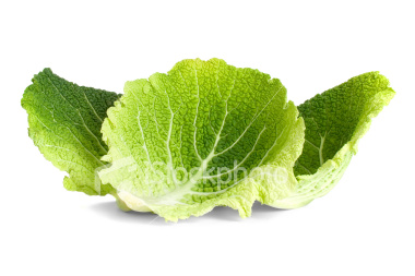 Do Cabbage Leaves Really Help with Mastitis?